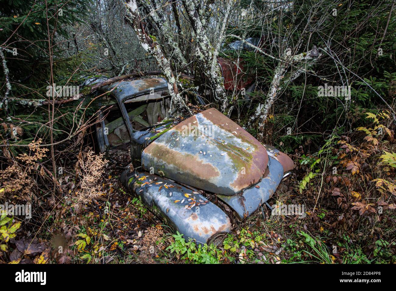 rusty old timer hidden in a wood Stock Photo - Alamy