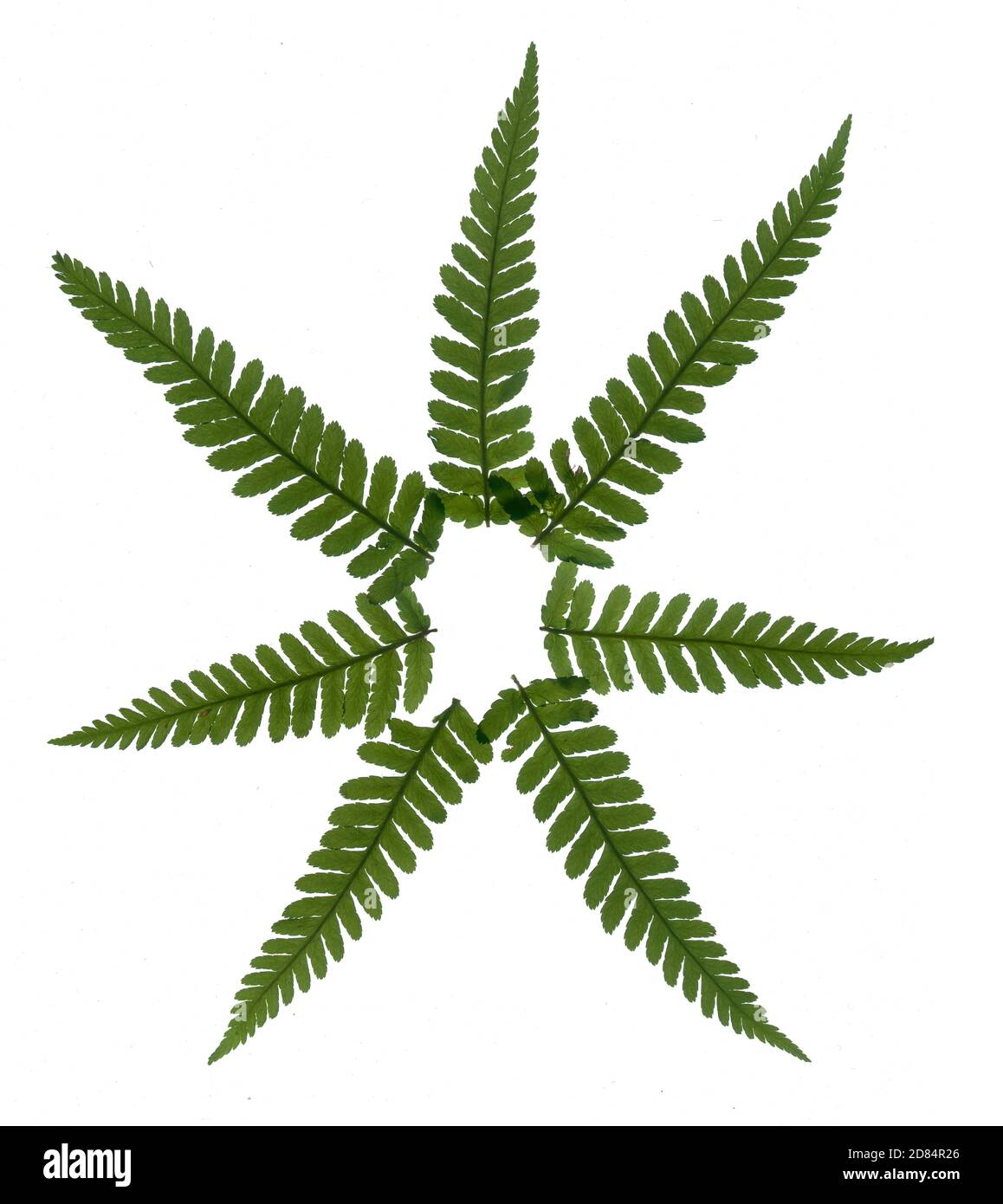 Star ferns hi-res stock photography and images - Alamy