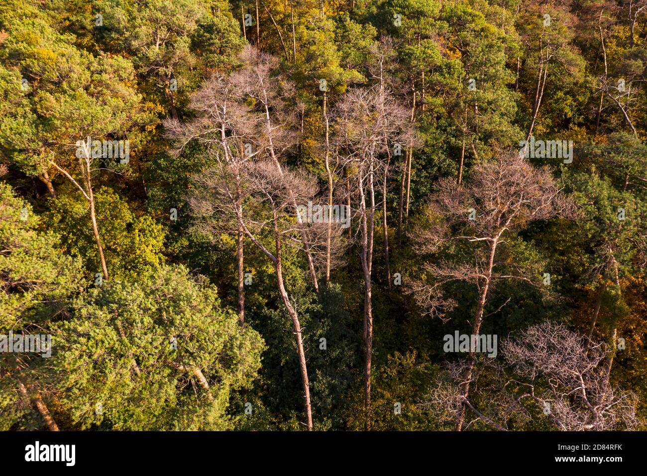 Effects of acid rain hi-res stock photography and images - Alamy