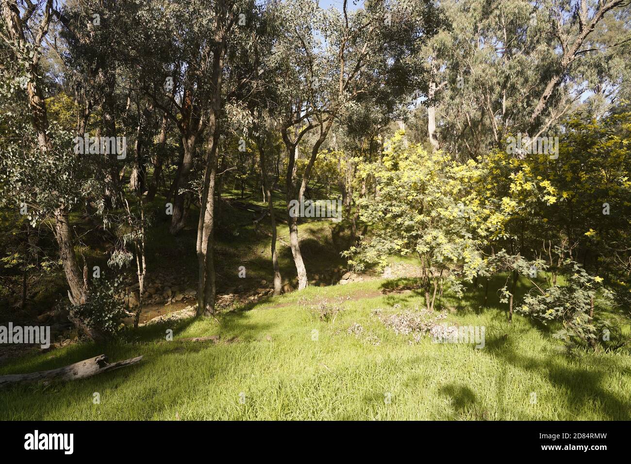 Gold rush bush prospecting area, Victoria, Australia Stock Photo - Alamy
