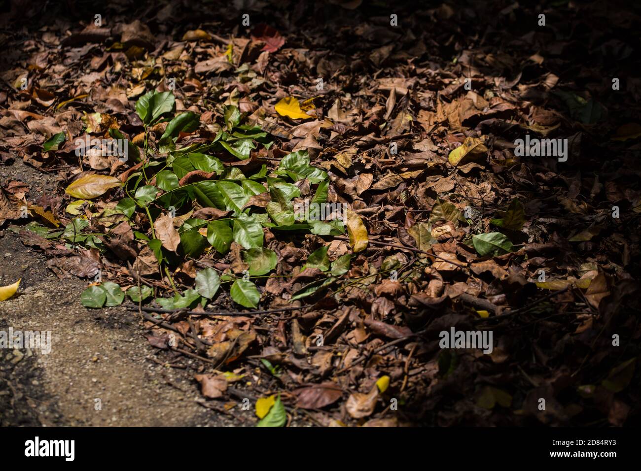 Fallen leaves, or Leaf litter carries a large amount of beneficial ...