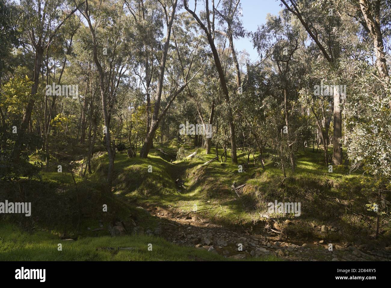 Gold rush bush prospecting area, Victoria, Australia Stock Photo - Alamy