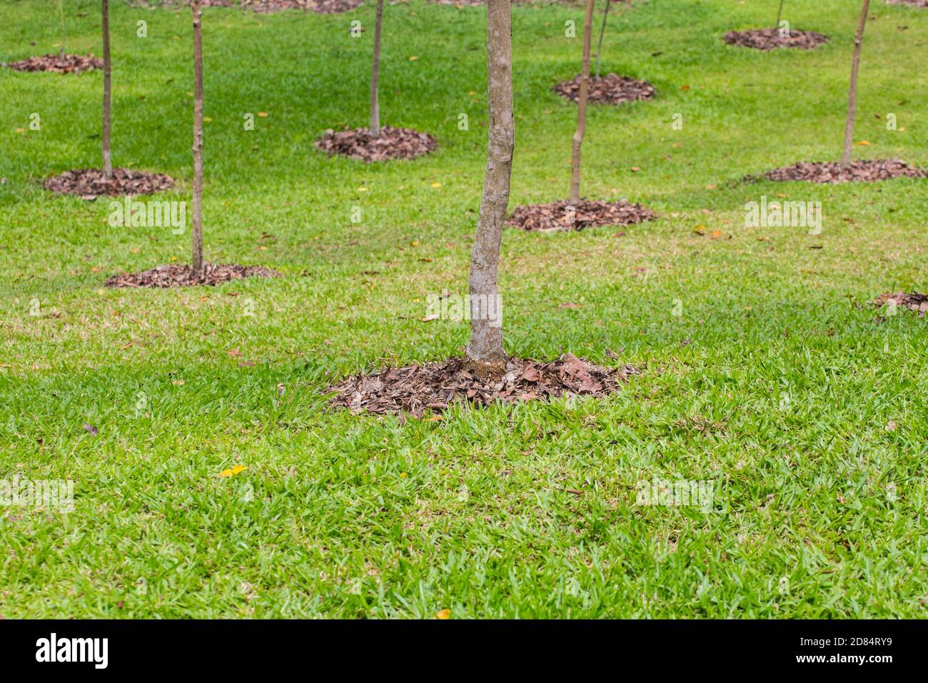 Leaves litter is an important component of healty soil for the trees to ...
