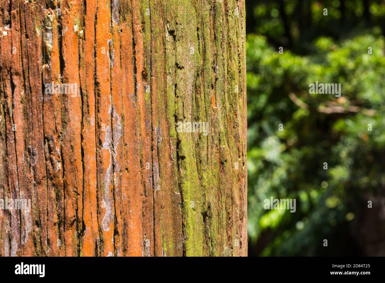 Trees of stone are 'petrified' tree trunks. Preserved, fossilized ...