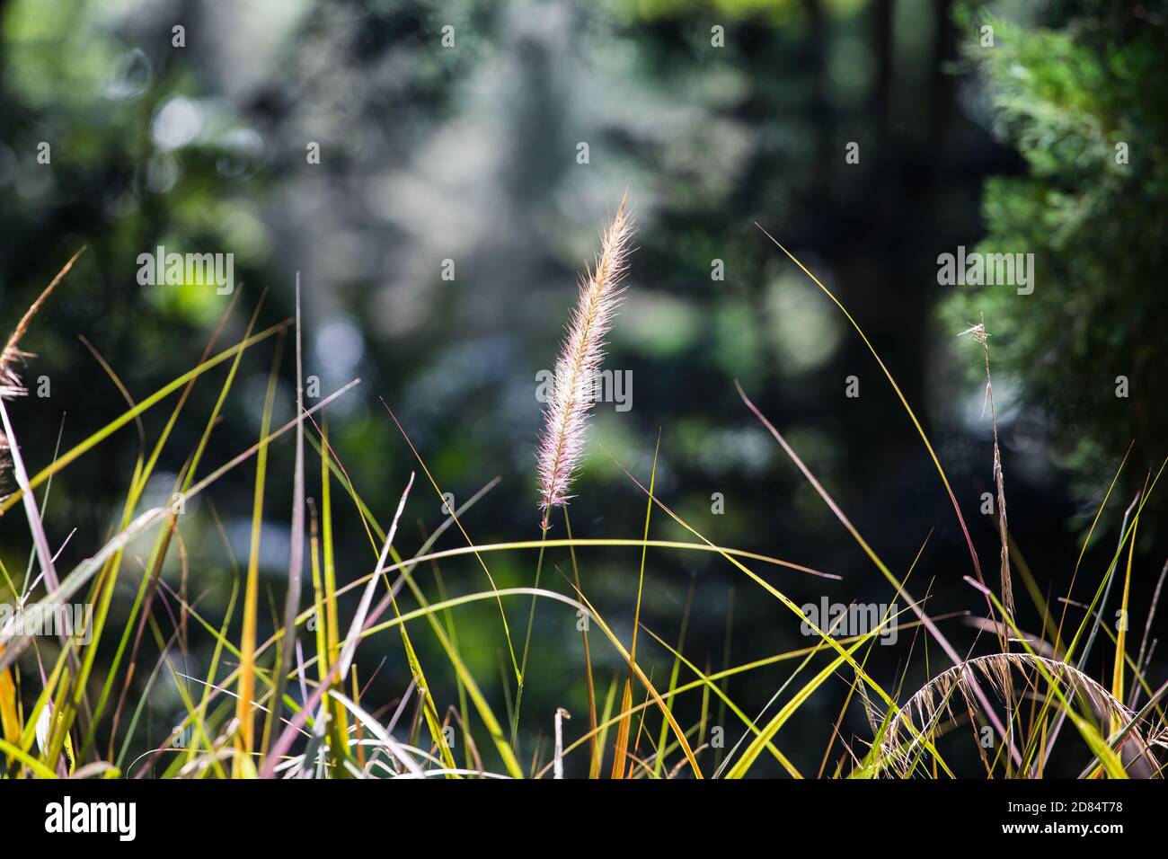 Cogon grass hi-res stock photography and images - Alamy