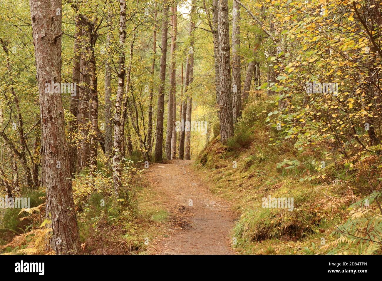 Argyll forest park autumn hi-res stock photography and images - Alamy