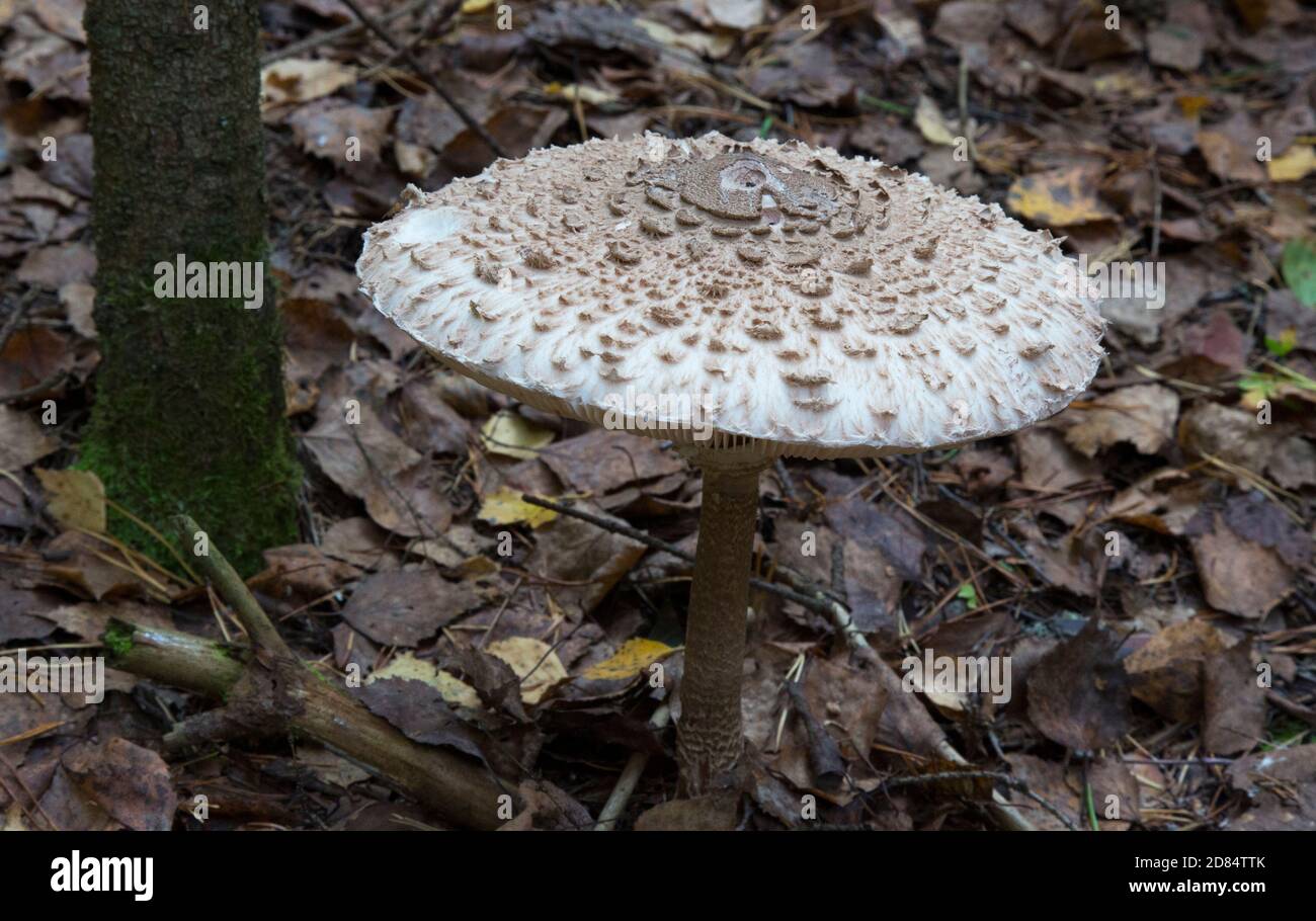 Czubajka kite Macrolepiota procera edible mushroom in the forest Stock ...