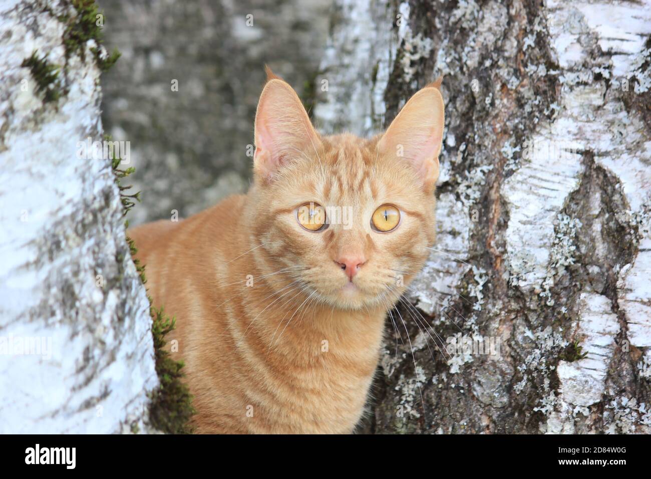 Orange Tabby Cat Poised In Tree Stock Photo - Alamy