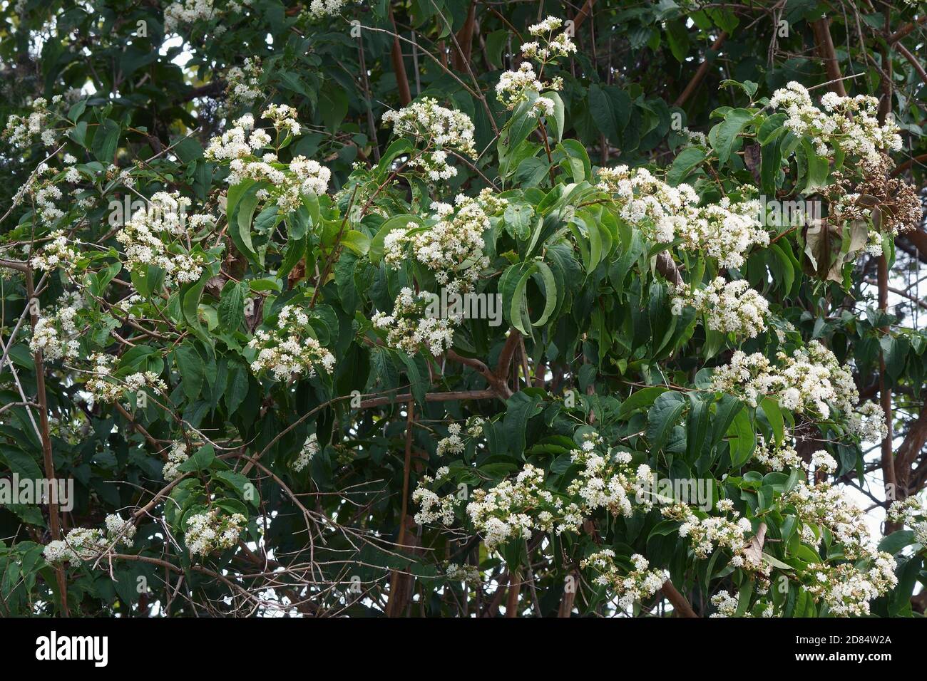 Seven sons tree (Heptacodium miconioides). Called Seven son flower also ...
