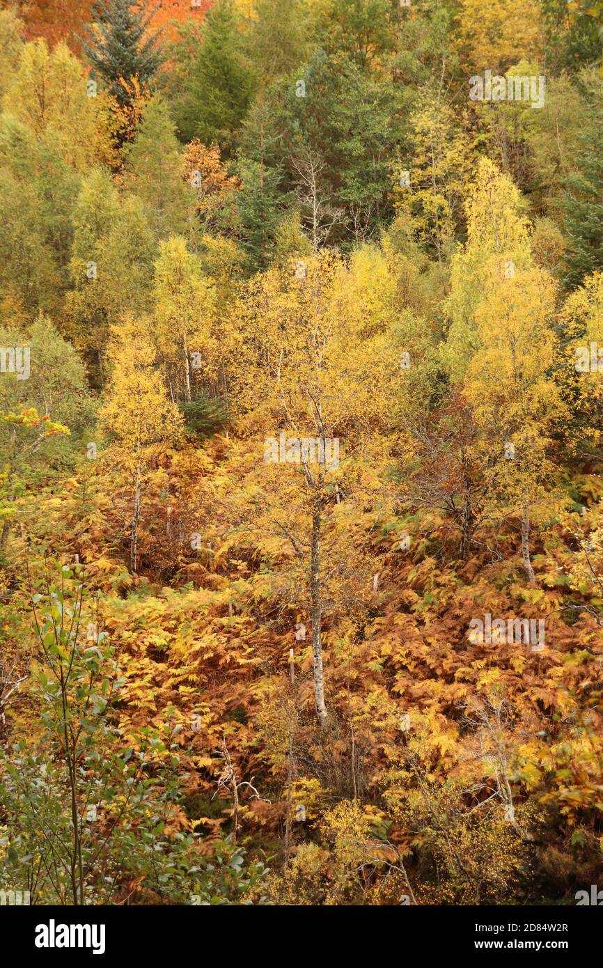 Forest in autumn Stock Photo - Alamy