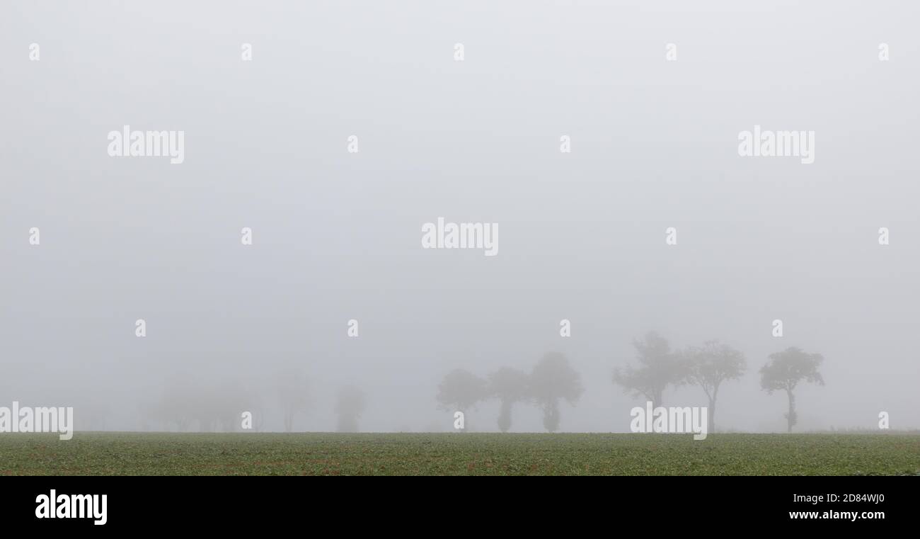 Trees on the edge of a foggy field Stock Photo - Alamy