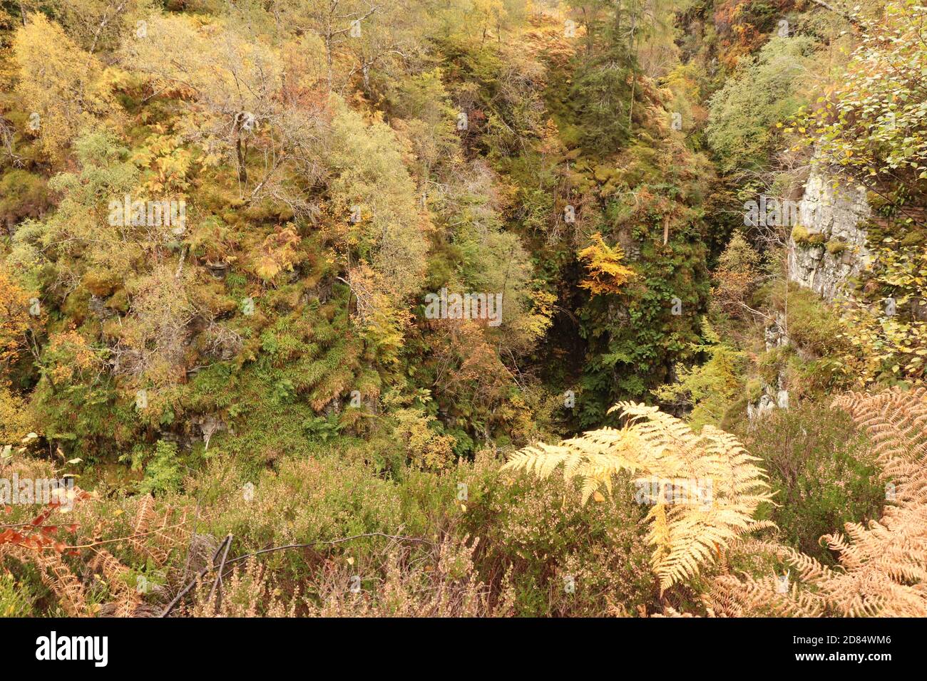 Argyll forest park autumn hi-res stock photography and images - Alamy