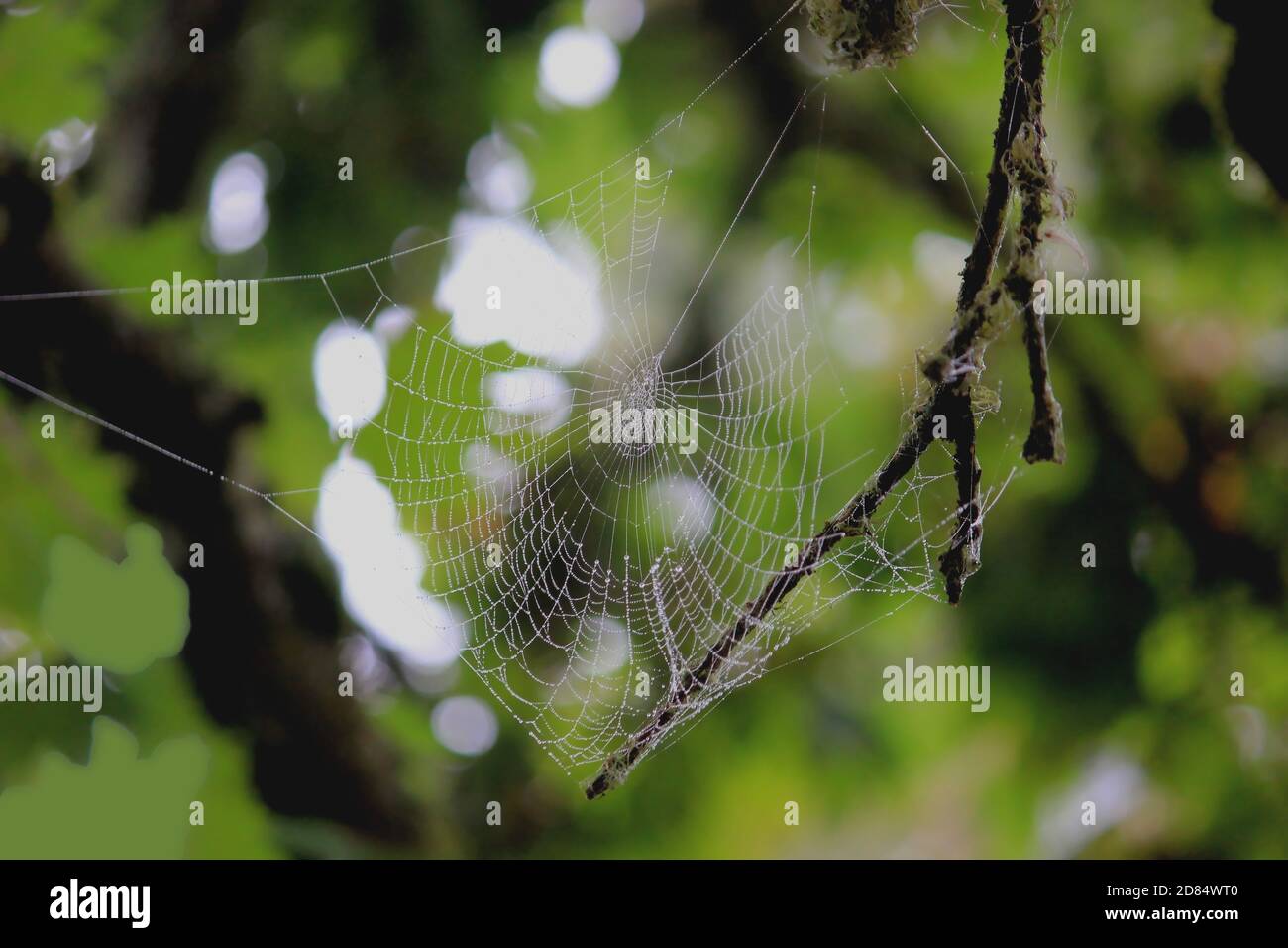 Web spun hi-res stock photography and images - Alamy
