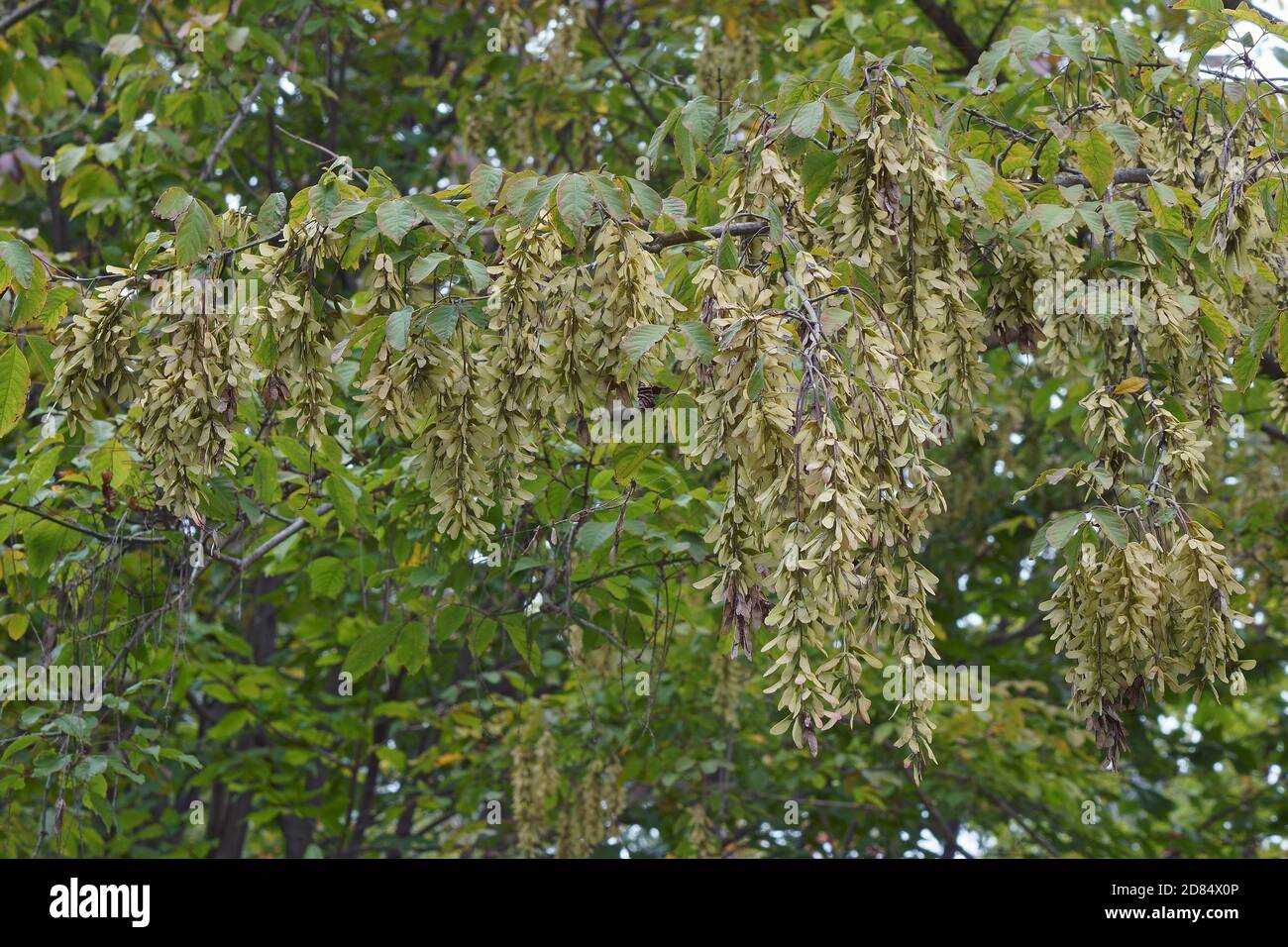 Henry's maple tree with seeds (Acer henryi Stock Photo - Alamy