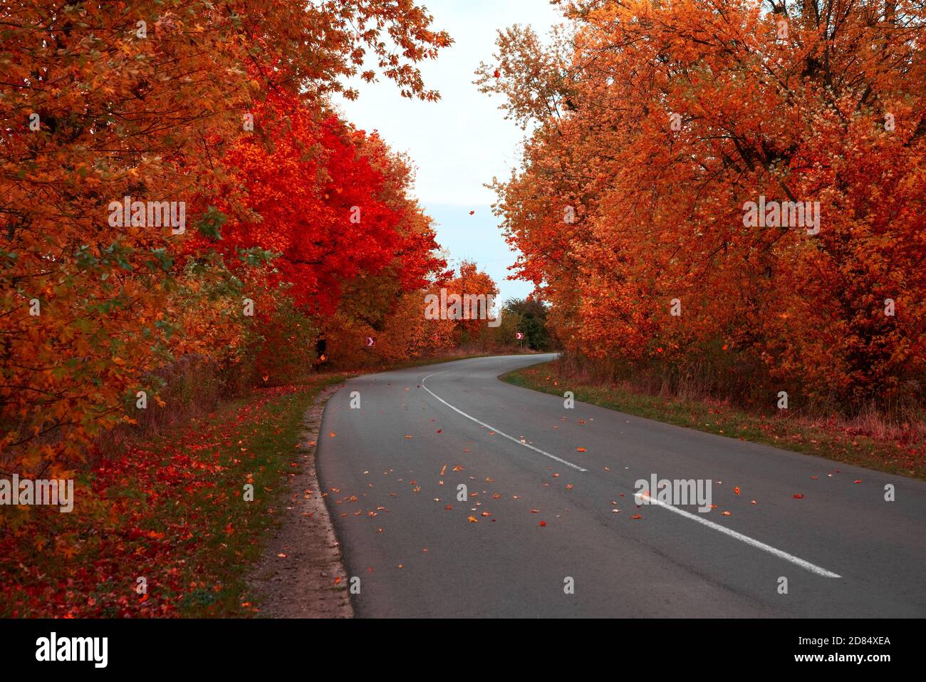 Empty asphalt road through autumn forest. Nature autumn background ...