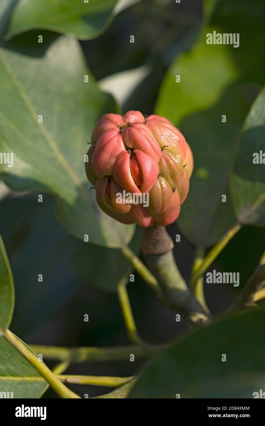Sweetbay magnolia (Magnolia virginiana). Called Sweetbay, Laurel ...
