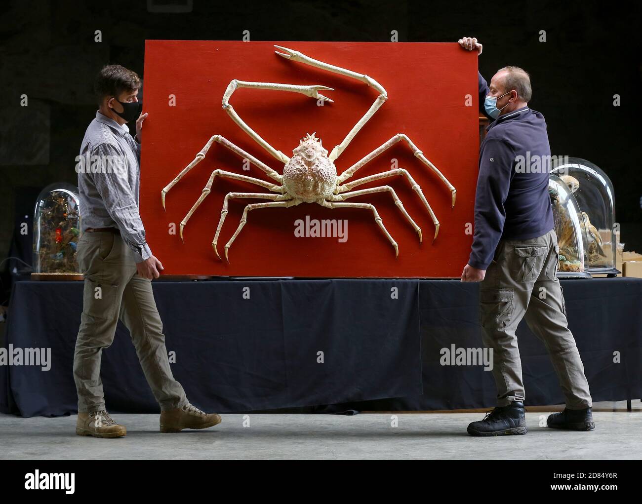 Japanese spider crab hi-res stock photography and images - Alamy
