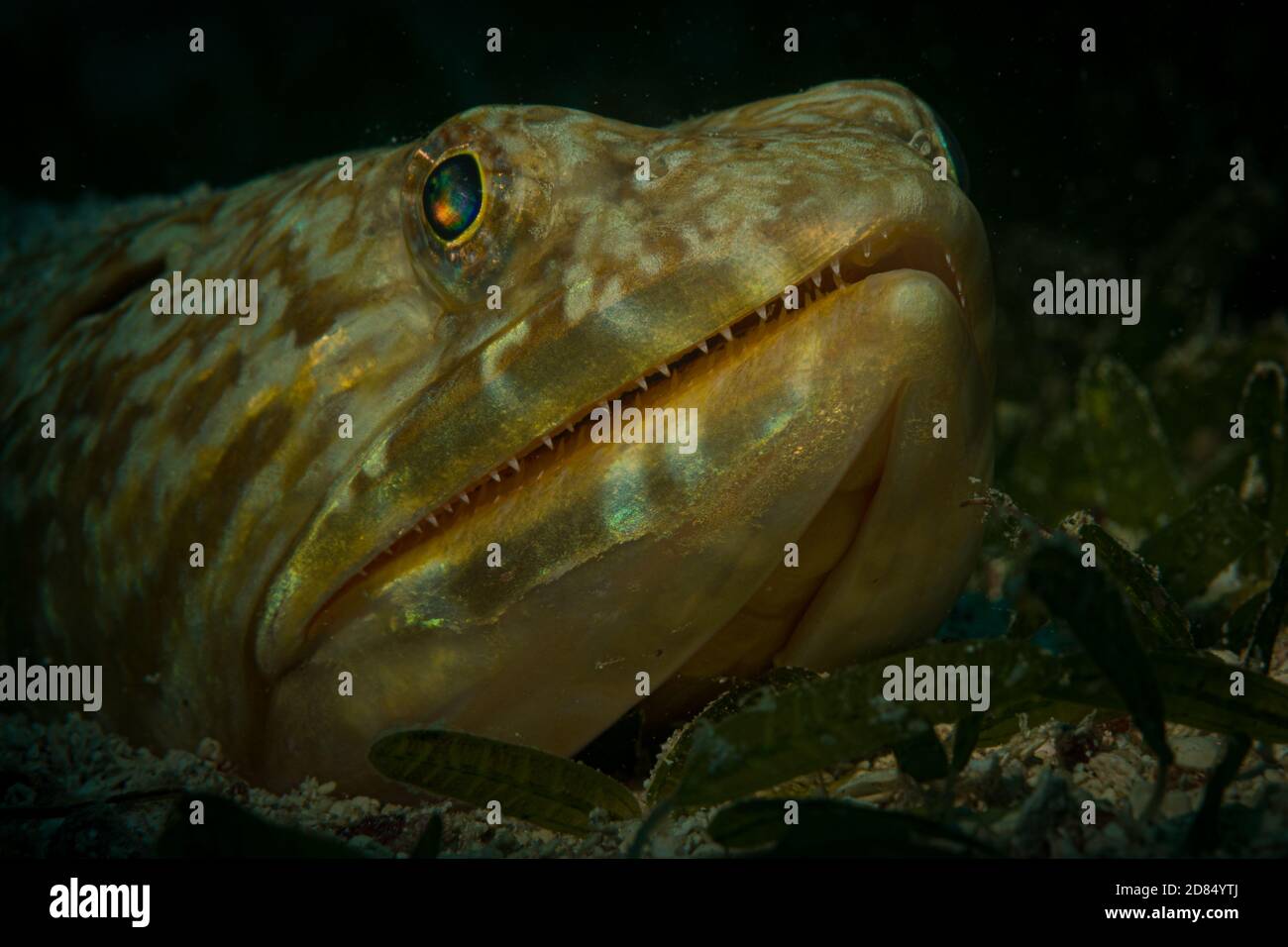 A sanddiver lizardfish on the reefs of Sint Maarten in the Dutch ...