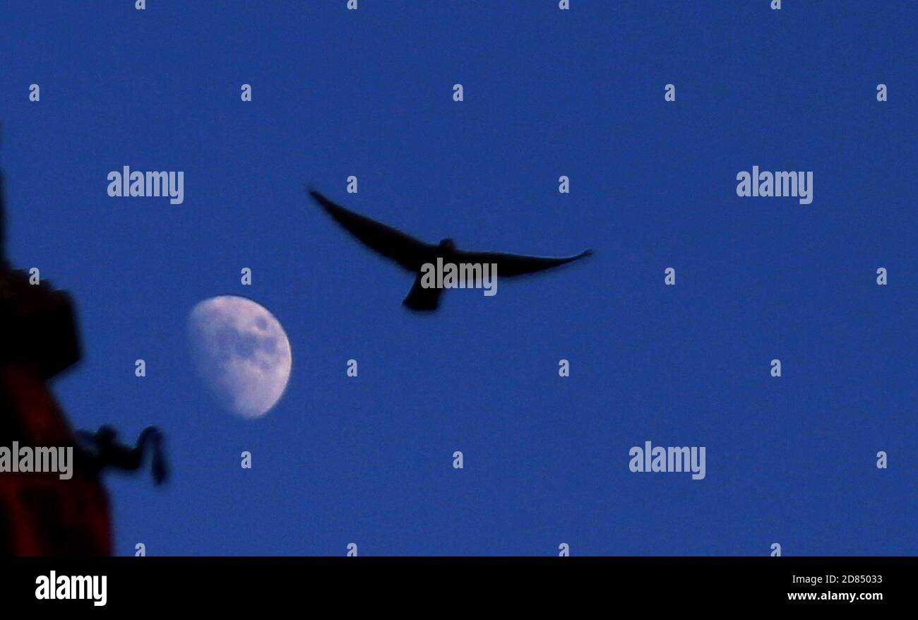 Kathmandu, Nepal. 27th Oct, 2020. A pigeon flies against rising waxing ...