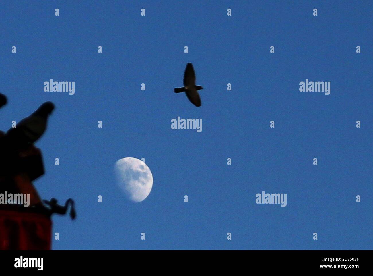 Nasa Moon Pigeons Apollo 8 And NASA