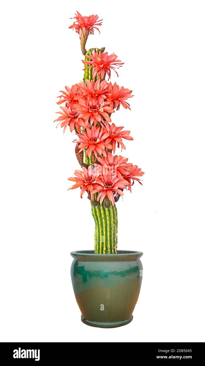 Cactus with red flowers Cut Out Stock Images & Pictures - Alamy
