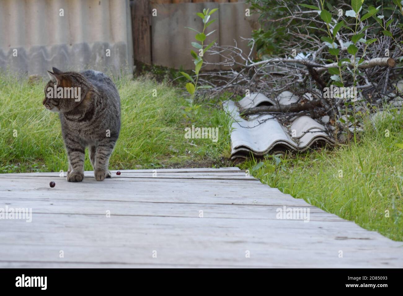 Tabby Cat Exploring Outside Stock Photo - Alamy