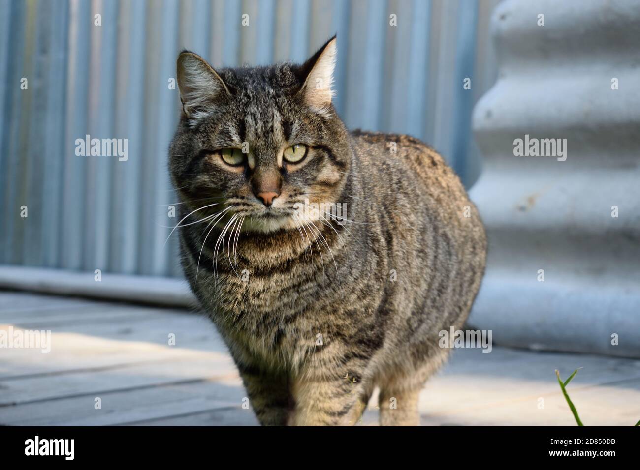 Tabby Cat Outside High Resolution Stock Photography and Images - Alamy