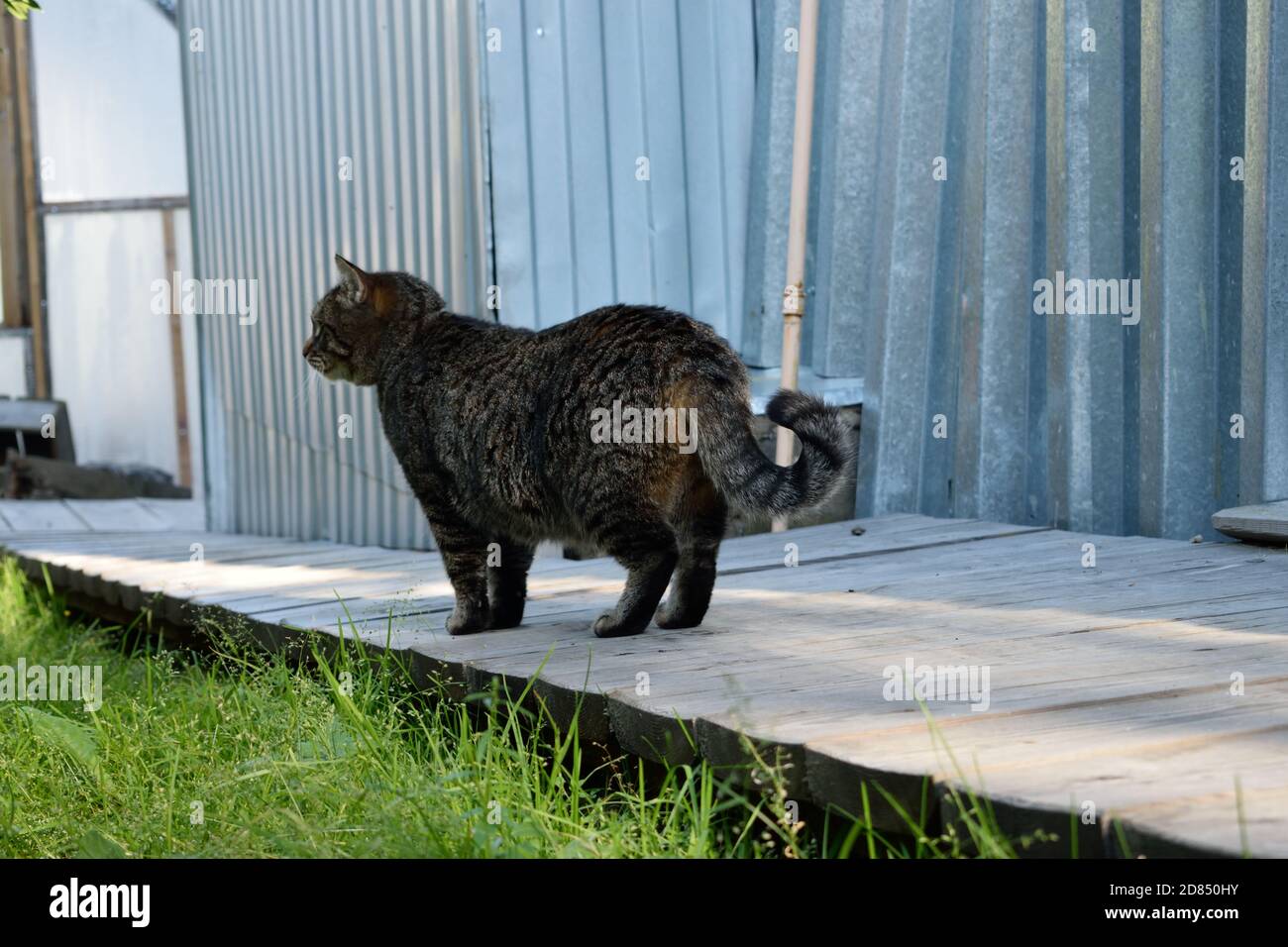 Tabby Cat Exploring Outside Stock Photo - Alamy