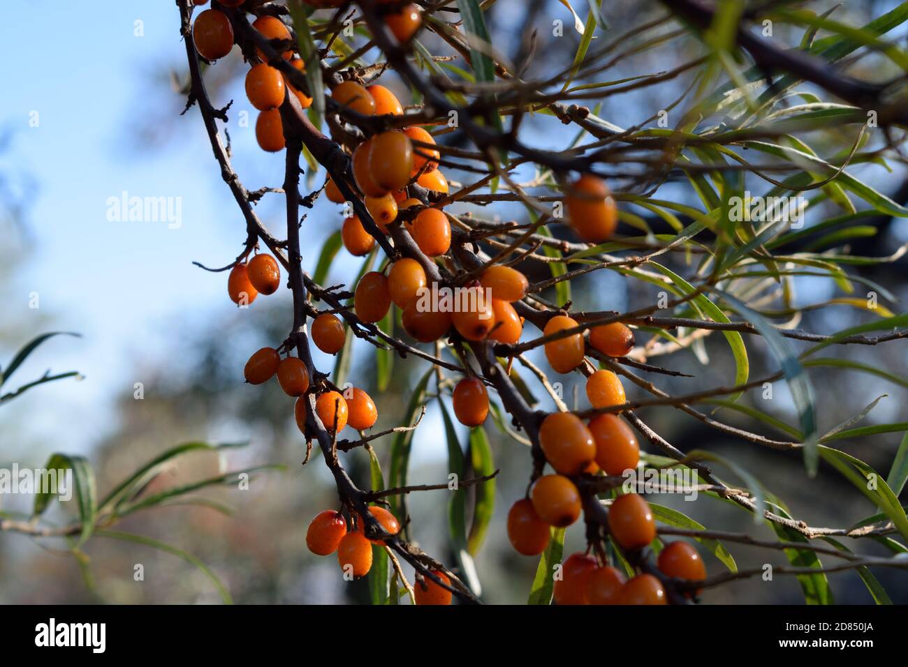 Closeup of Ripe Sea-Buckthorn Berries Growing in Siberia Stock Photo ...