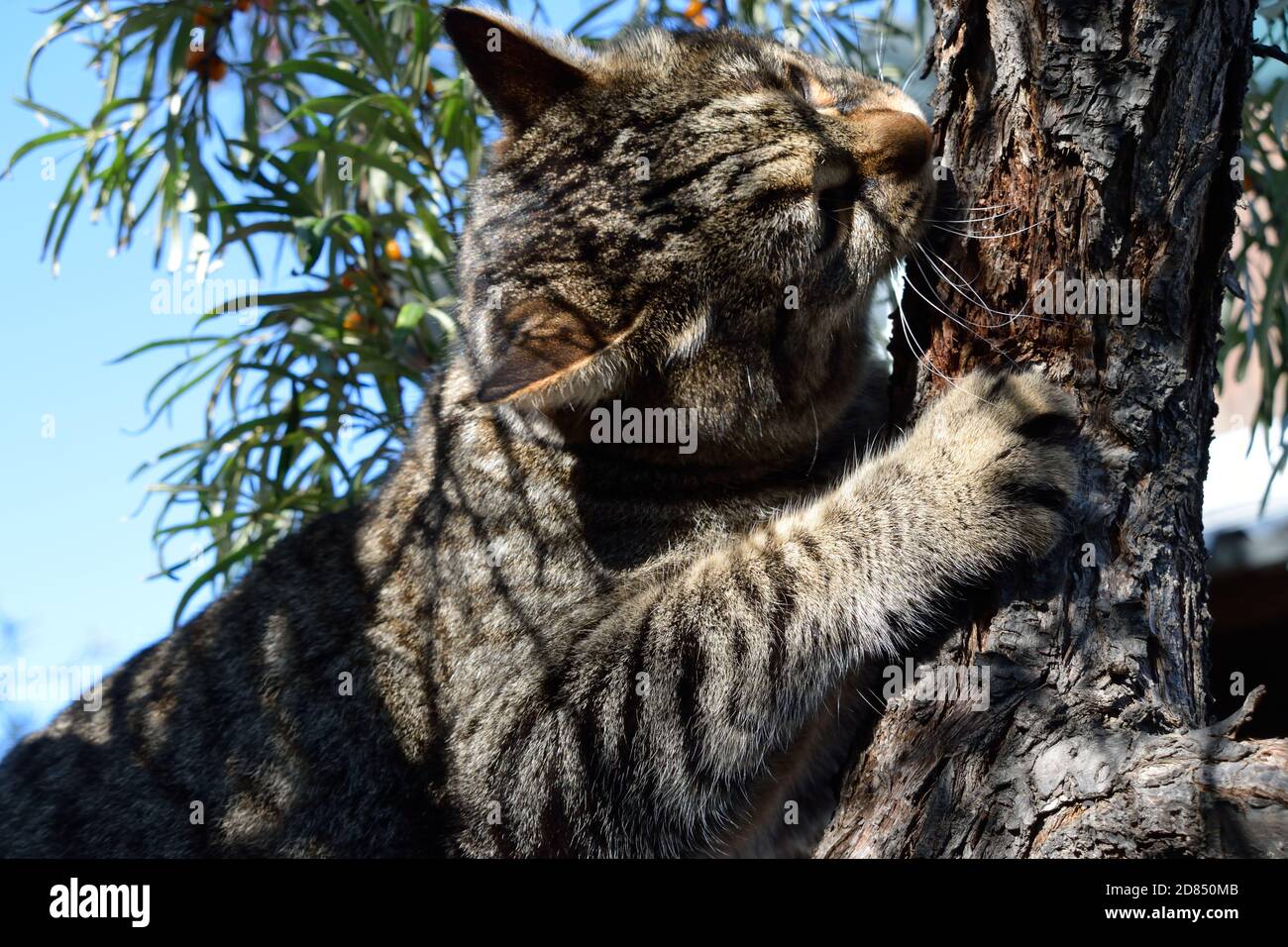 Tabby Cat Climbing a Large Sea-Buckthorn Shrub and Chewing the Bark ...