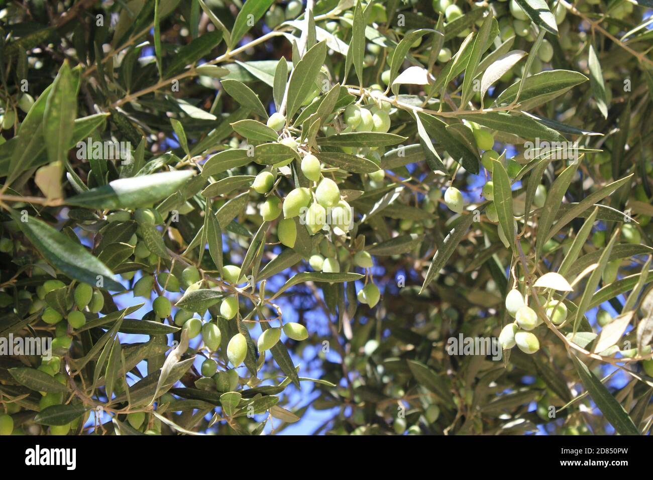 Olives on olive tree branch in Athens, Greece Stock Photo - Alamy