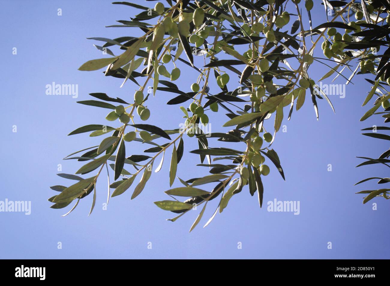 Olives on olive tree branch in Athens, Greece Stock Photo - Alamy