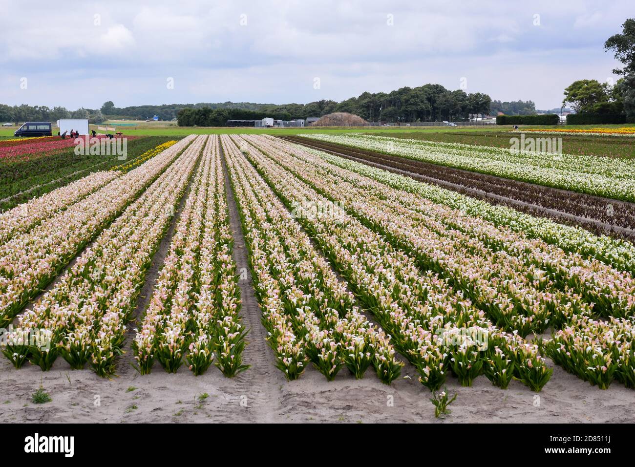 Calla garden field cultivation Stock Photo - Alamy