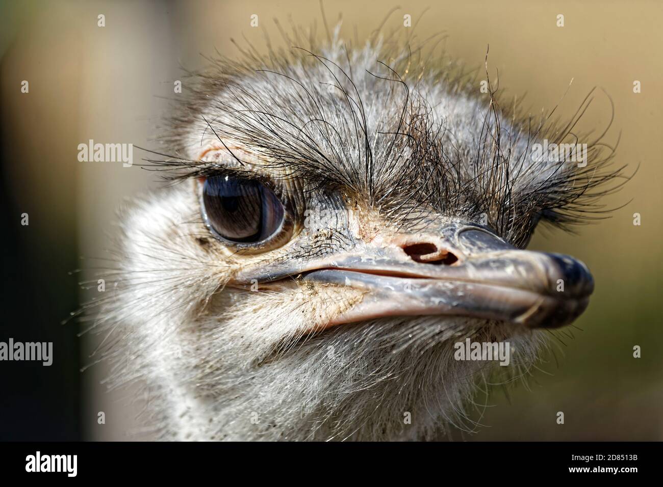 Fat ostrich hi-res stock photography and images - Alamy