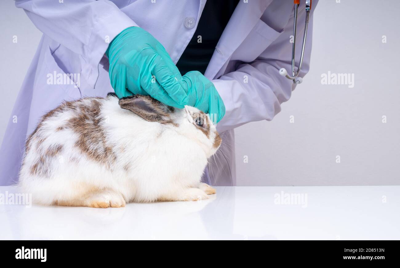 Veterinarians use cotton swabs to check the fluffy rabbit eyes and ...