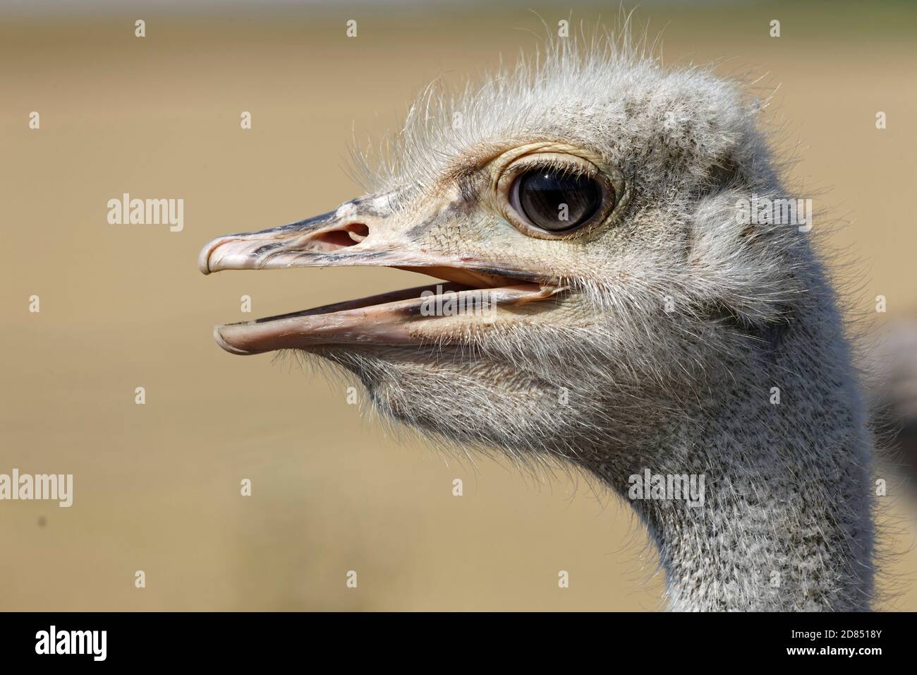 Fat ostrich hi-res stock photography and images - Alamy