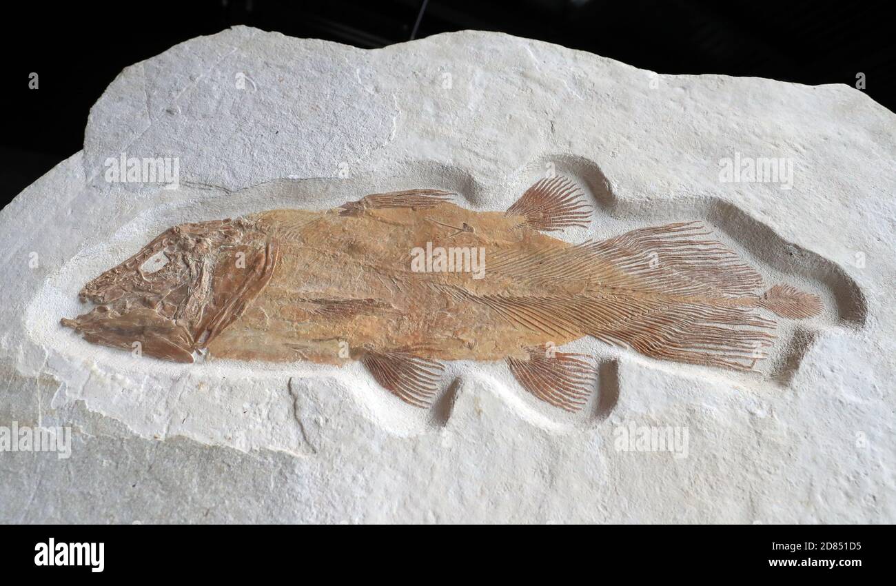 Coelacanth hi-res stock photography and images - Alamy