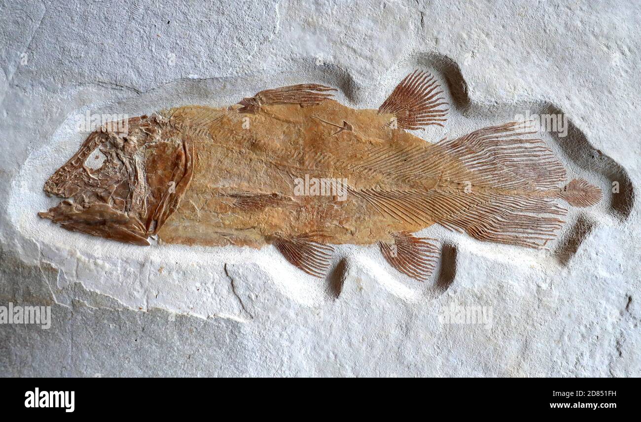 Coelacanth hi-res stock photography and images - Alamy
