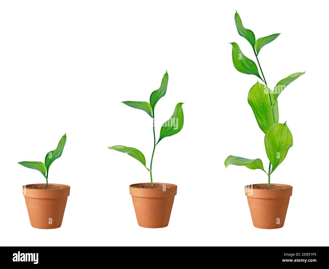 Three plants in soil Stock Photo - Alamy
