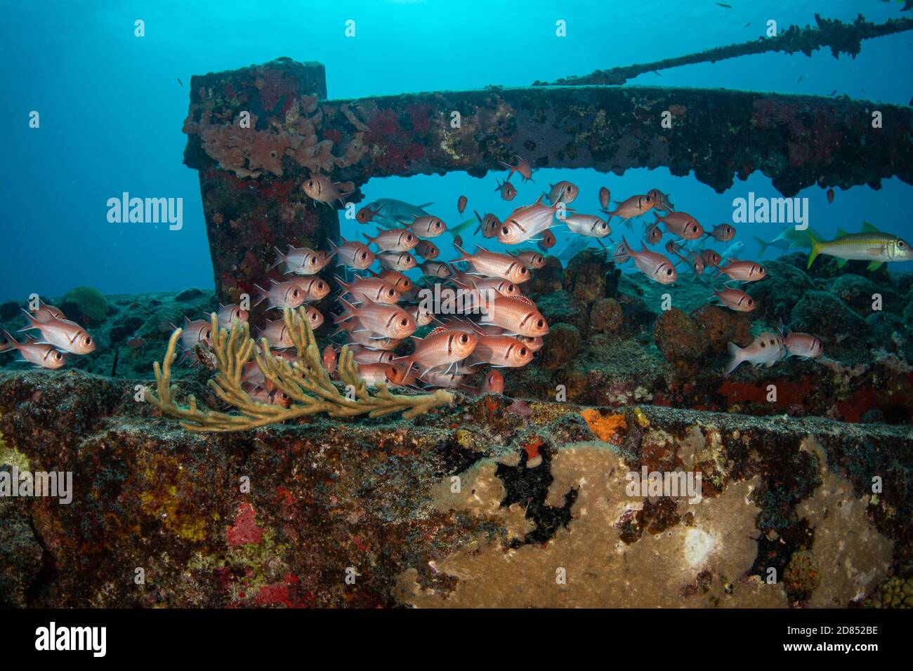 Blackbar soldierfish (Myripristis jacobus) on the Bridge divesite on ...
