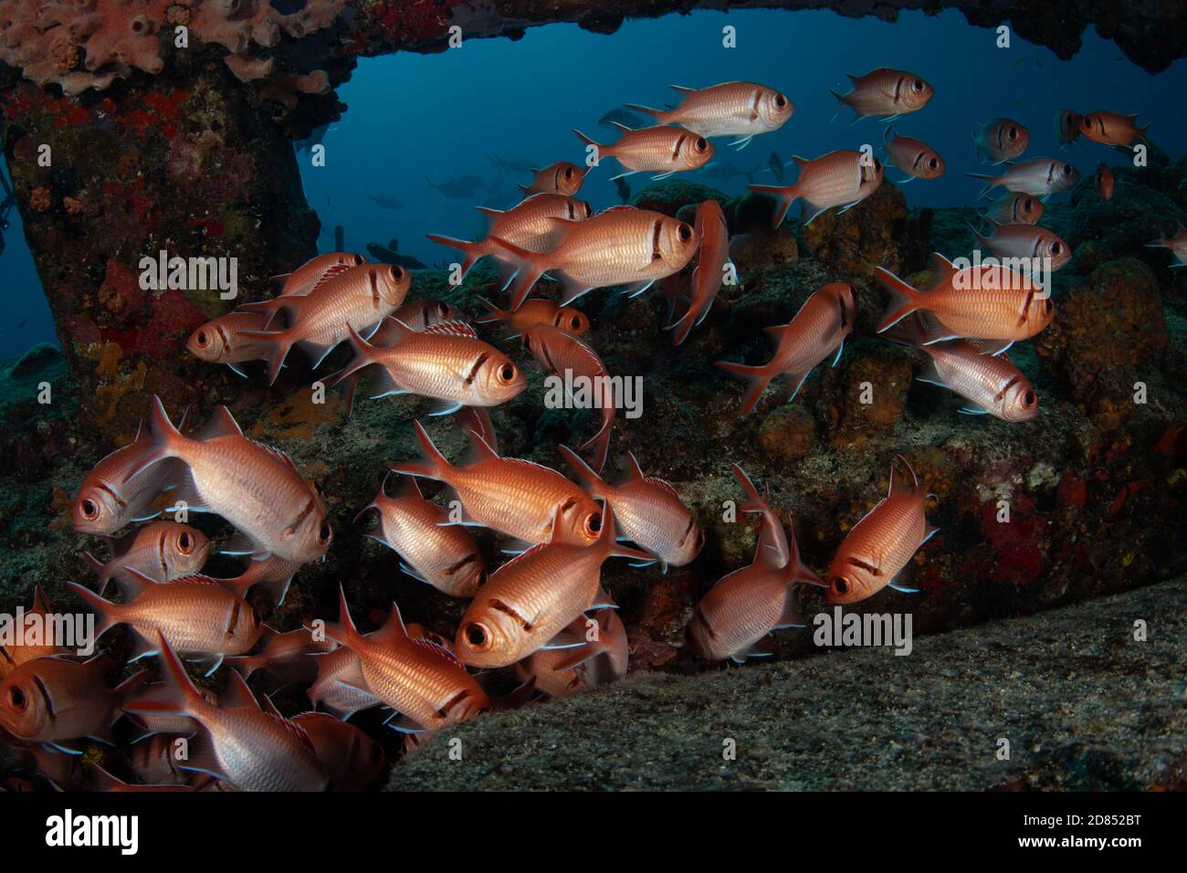 Blackbar soldierfish (Myripristis jacobus) on the Bridge divesite on ...