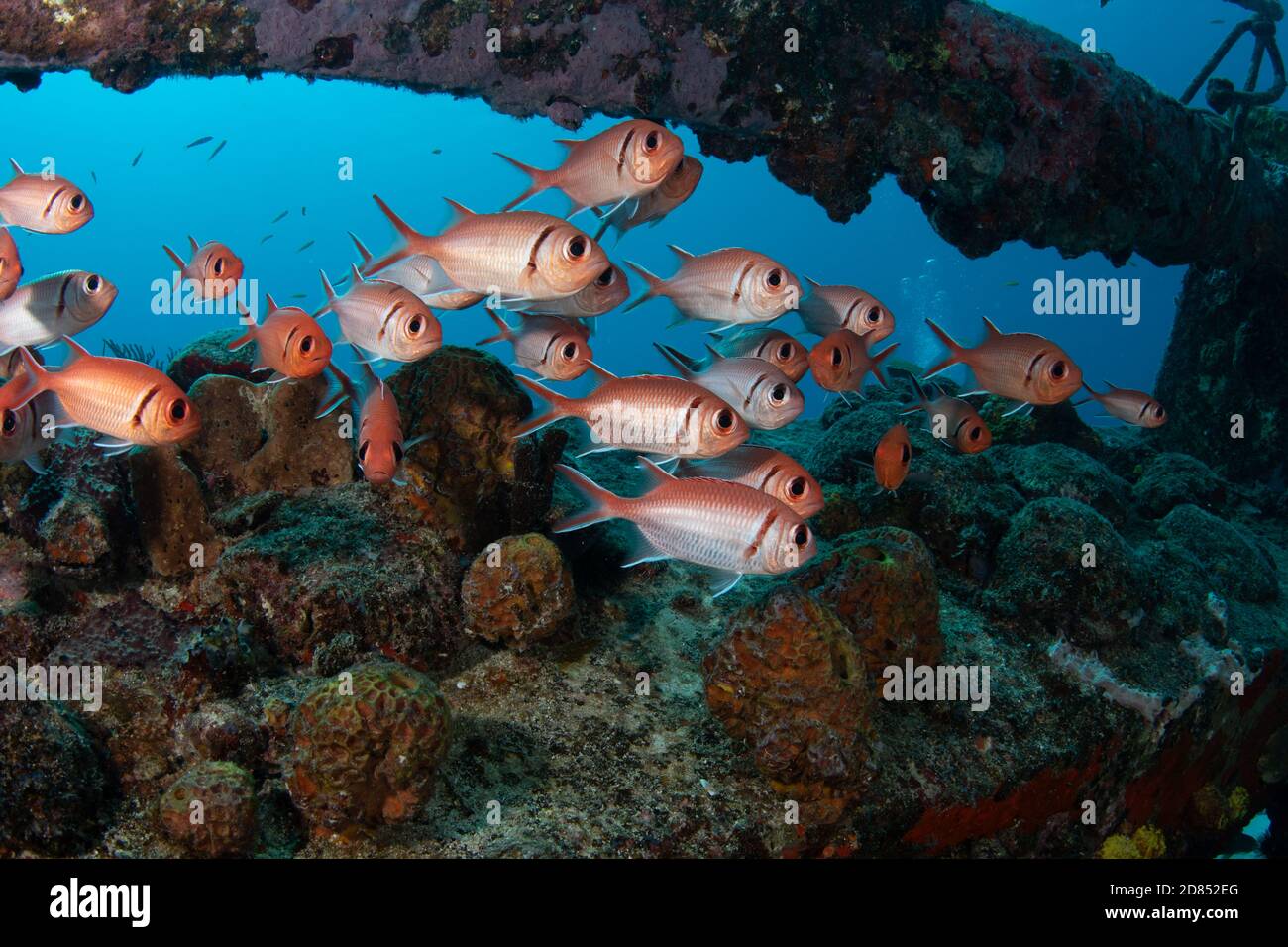 Blackbar soldierfish (Myripristis jacobus) on the Bridge divesite on ...