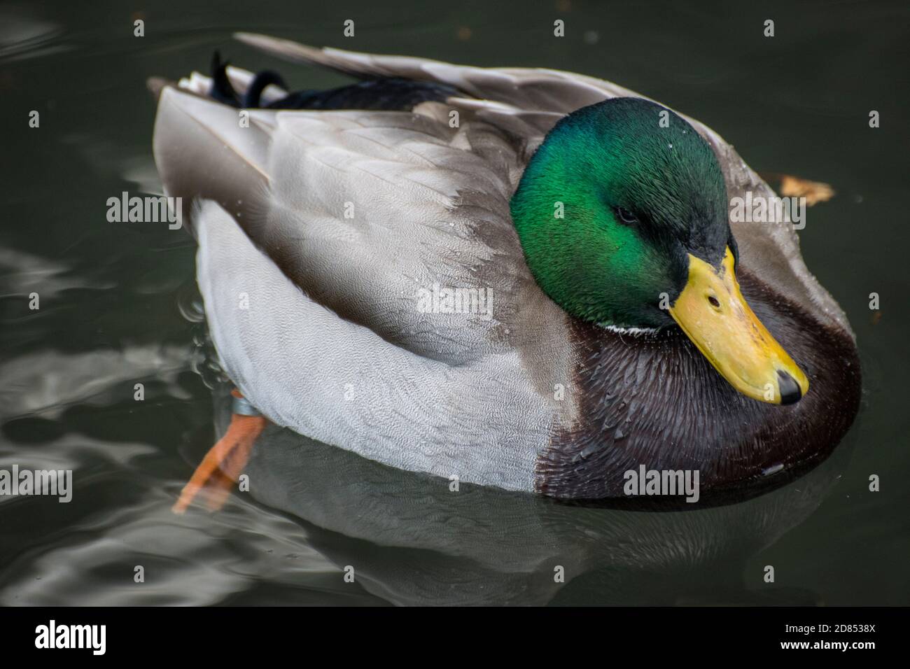 a male mallard floating in water Stock Photo - Alamy