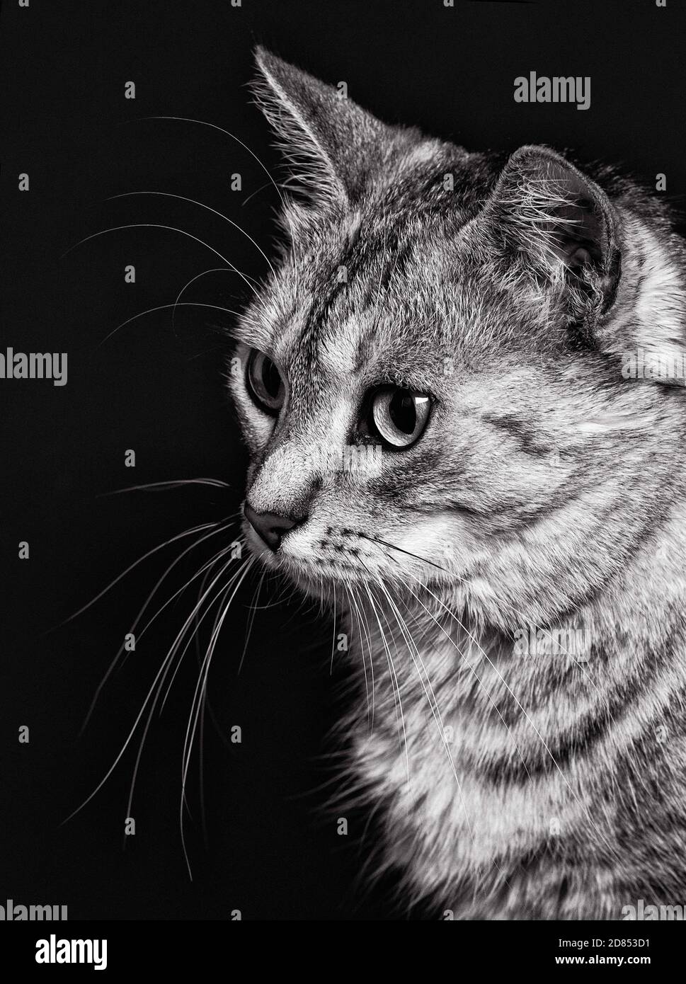 Cat portrait close up. Amazing beautiful cat close up.Cat looking to ...