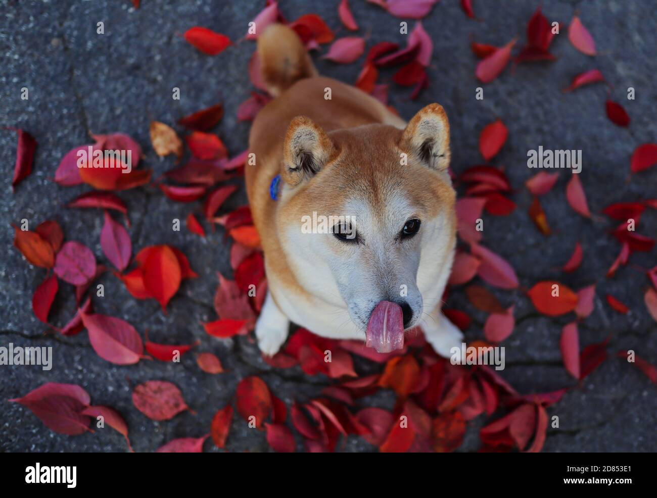 Adorable Shiba with Tongue Out Sits on Colorful Fallen Autumn Leaves ...
