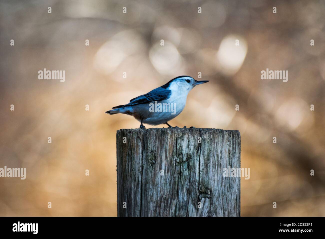 Eastern nuthatch hi-res stock photography and images - Alamy