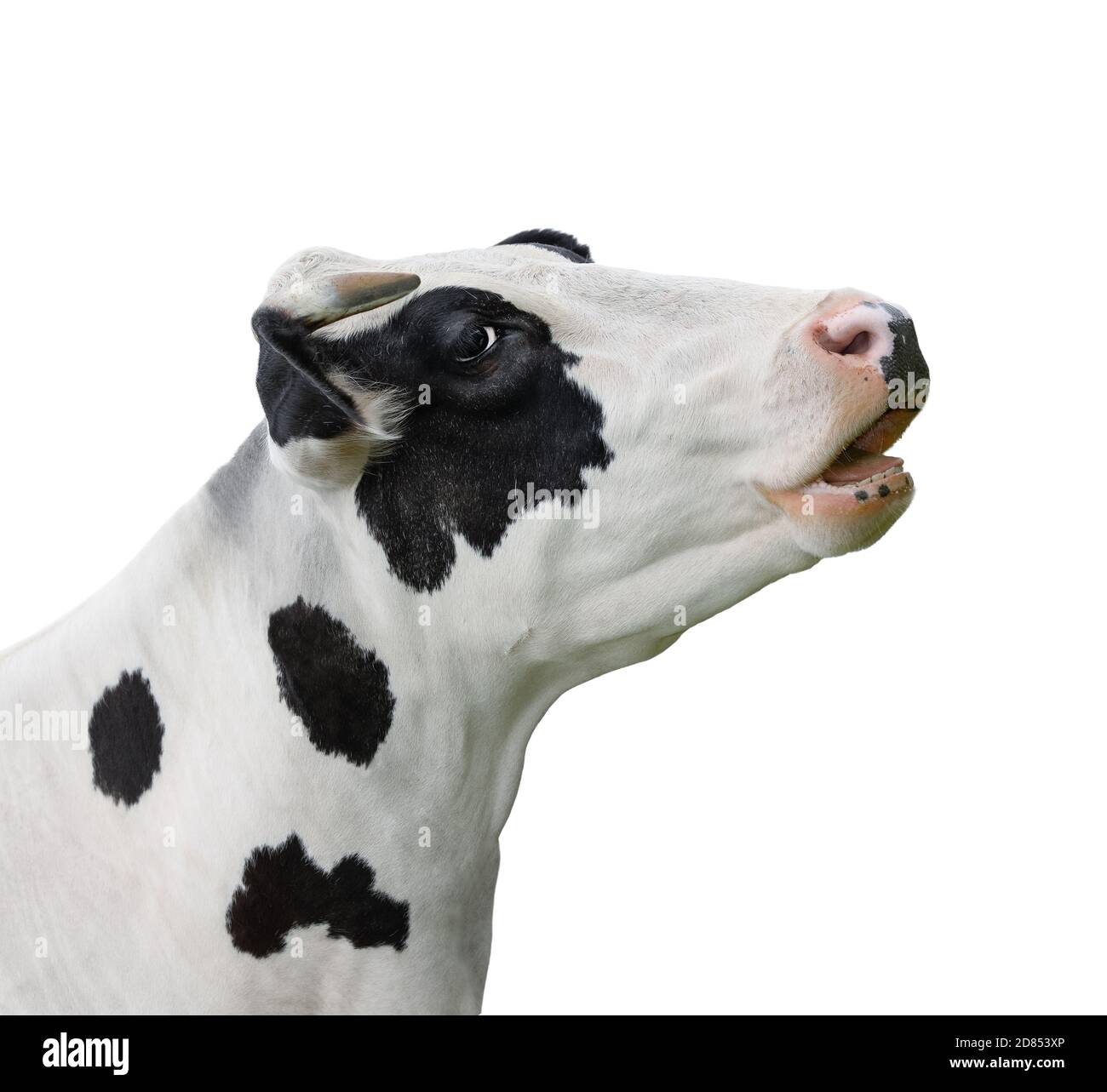 Cow portrait close up isolated on white. Funny cute black and white ...