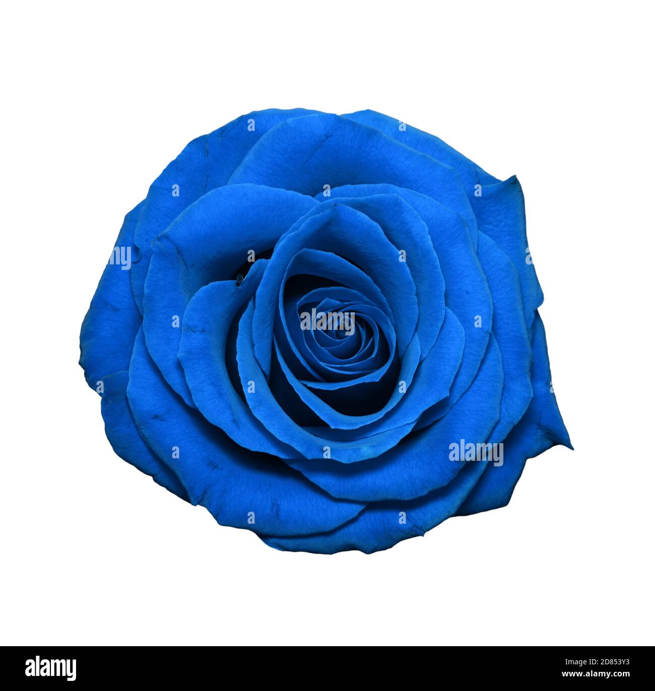 Navy blue rose head isolated on white. Colorful rose flower head fully ...