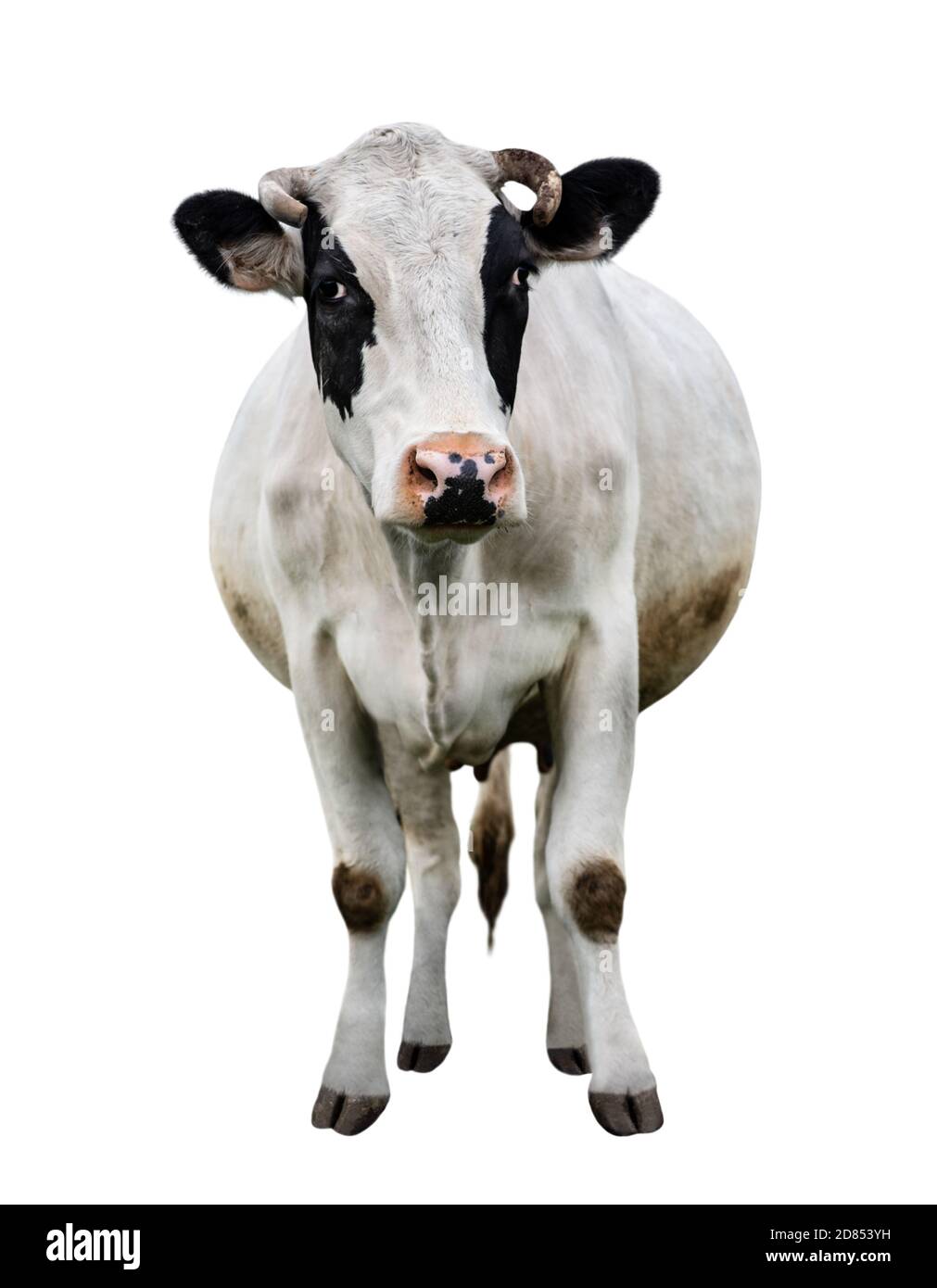 Cow udder legs Cut Out Stock Images & Pictures - Alamy