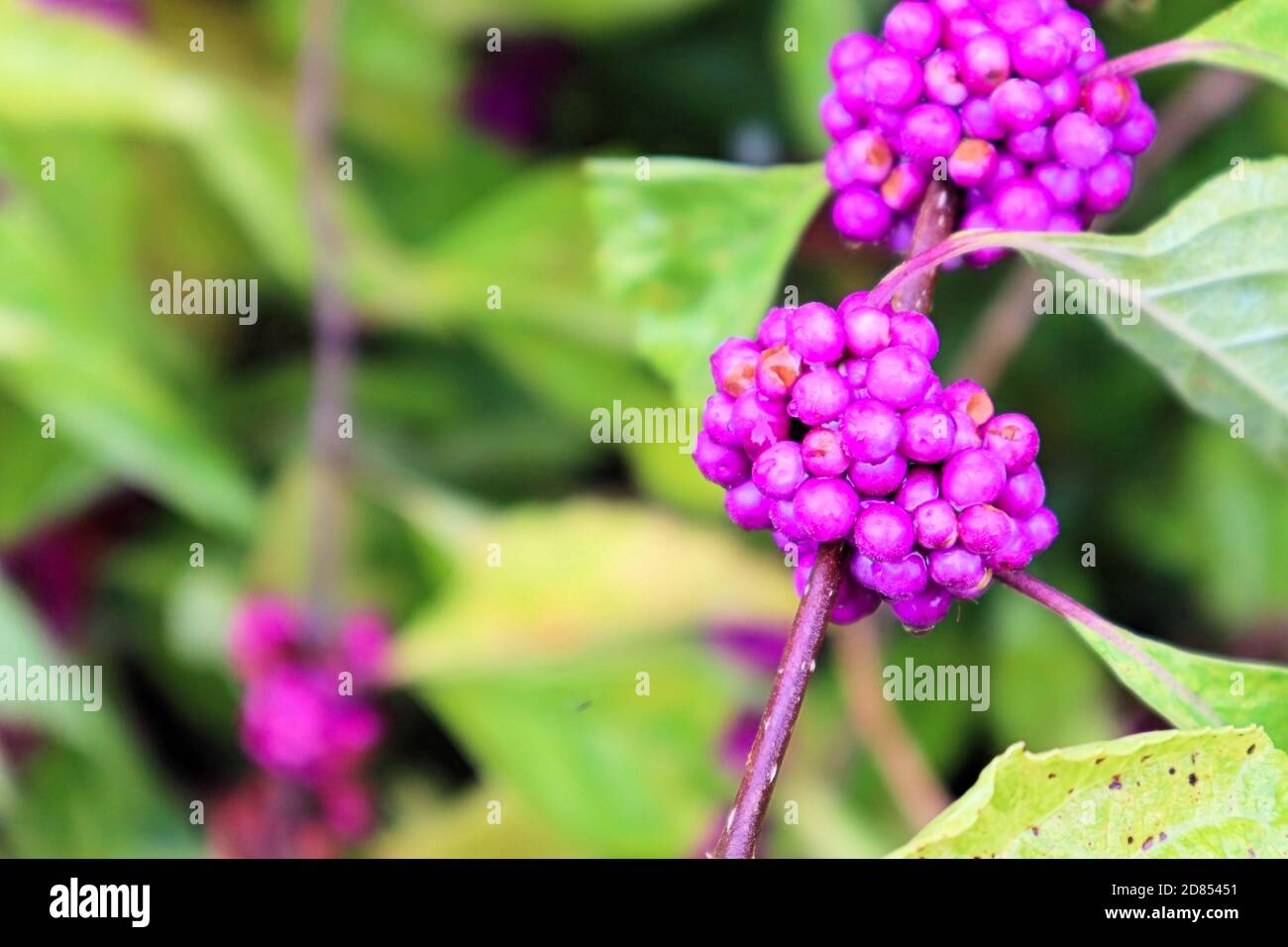 Cluster of purple berries hi-res stock photography and images - Alamy